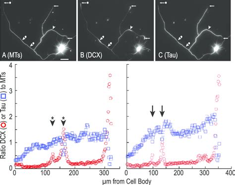 Tau Staining Is Reduced In Focal Accumulations Of Dcx That Occur Along Download Scientific