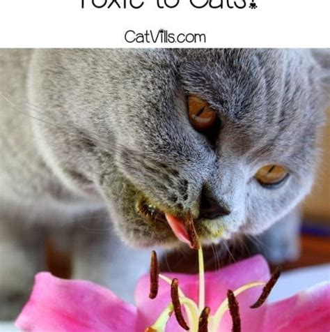Are Peruvian Lilies Toxic To Cats How About True Lilies