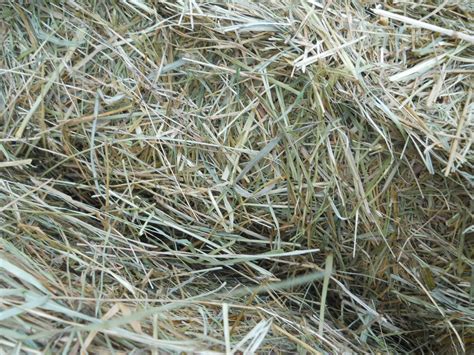 White House Farms 2000 Bales Premium Orchard Timothy Grass