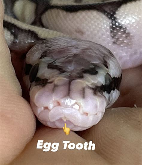 Fabulous Trash Squid♔ ~ Egg Tooth How Does That Work O What Is It