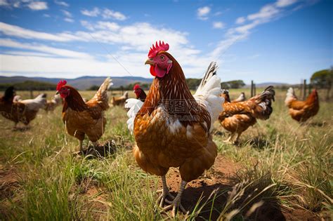 饲养的鸡高清图片下载 正版图片600639236 摄图网