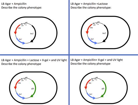[solved] Transformation Experiment We Generated Colonies Of E Coli Cells Course Hero