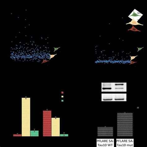 Hcs Splice To Quantify The Functional Alteration Of Mapt Exon 10 Download Scientific Diagram
