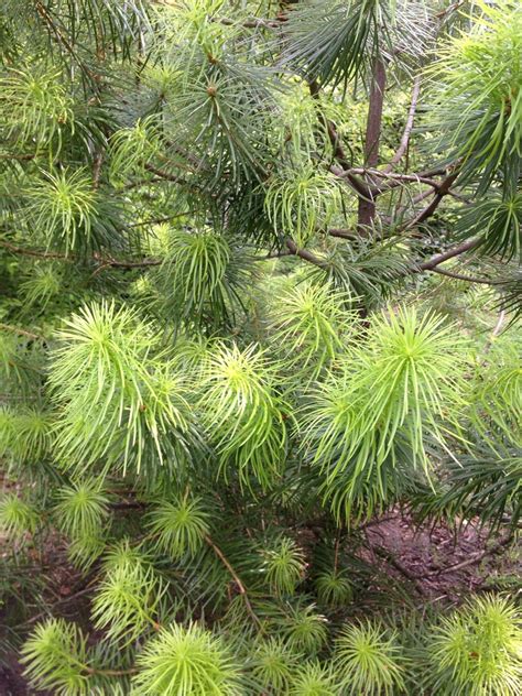 銀杉 臺灣的重要樹木 iNaturalist