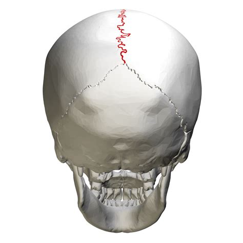Sagital Suture Between Right And Left Parietal Bones Where These 2