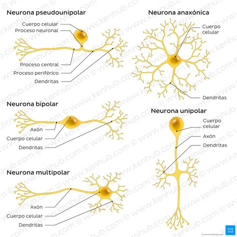 Histología De La Neurona Estructura Tipos Función Kenhub