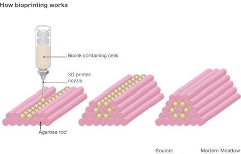 How Does BioPrinting Work Arxterra