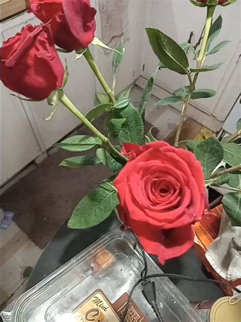 Falls Corel Discovery Center