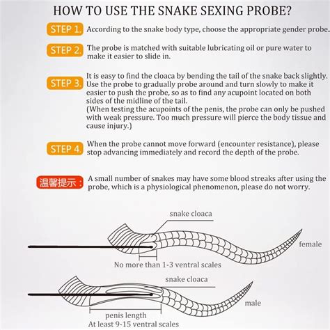 NF Snake Probe Kit Professional 5 Pieces Snake Sexing Probes Stainless Steel Reptile Gender