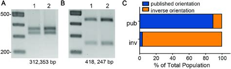 Assessing The Purity Of Enriched Populations A B Asymmetric Download Scientific Diagram