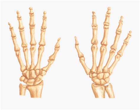 Carpals Metacarpals And Phalanges Diagram Quizlet