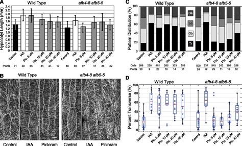 Auxin And Microtubule Array Patterning Plantae