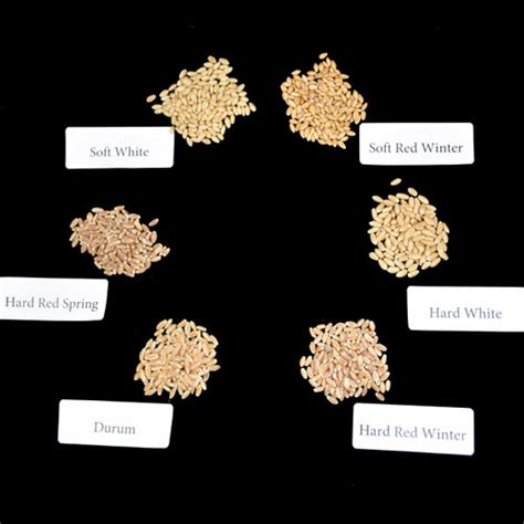 Wheat Kernel Samples Agclassroomstore At Usu