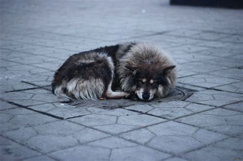 Песик | Пикабу