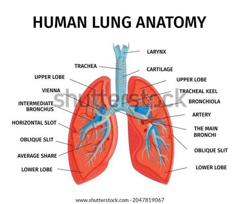 Human Lung Respiratory System Anatomy Diagram 库存矢量图（免版税）2047819067 Shutterstock