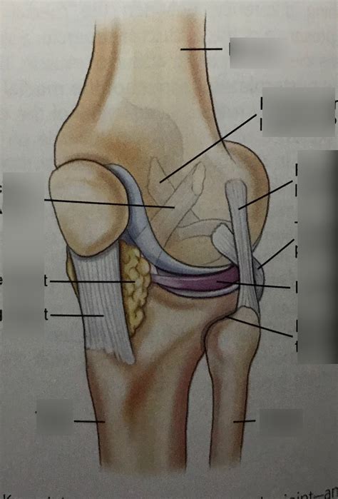 Knee Joint And Proximal Tibiofibular Joint Diagram Quizlet