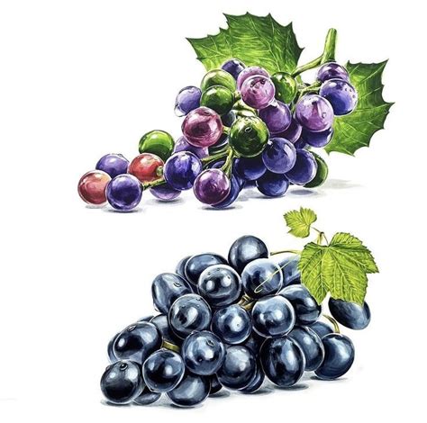 포도 개체표현 포도 그림 수채화