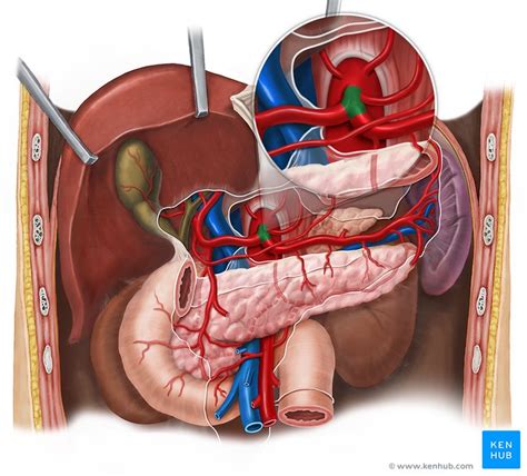 Celiac Trunk Anatomy Branches And Function Kenhub