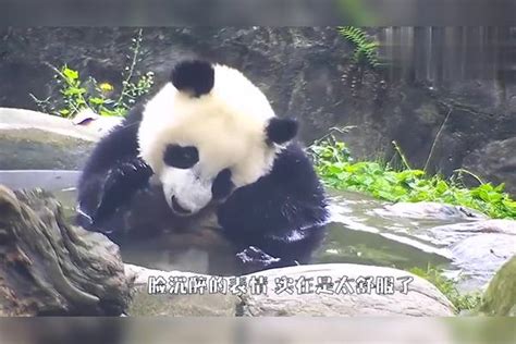 我爱洗澡皮肤好好熊猫泡澡居然泡出了大爷范