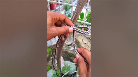 Waoo Quick Released Knot Tie Easy Knots Ytshorts Youtube