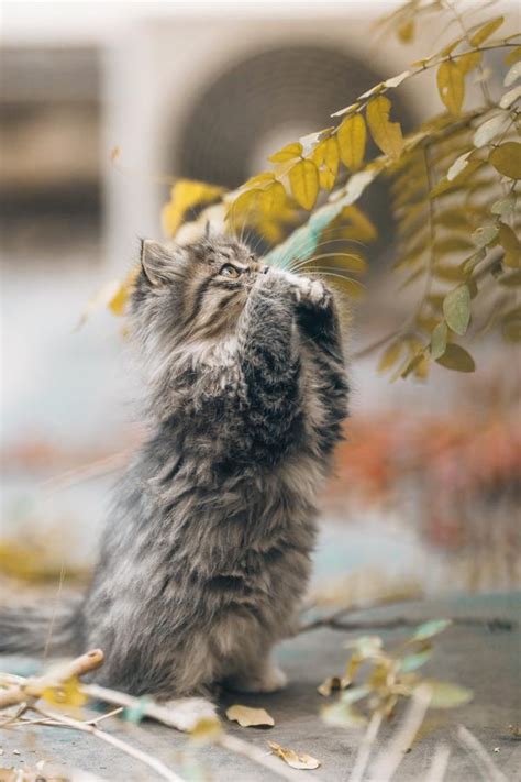 猫咪女王的密码你知道几个 知乎