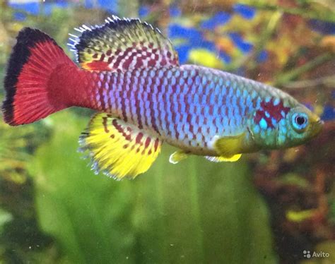 Нотобранхиус гюнтера 68 фото красивые фото и картинки Pofoto Club