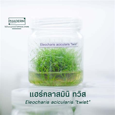 แฮร์กลาสมินิ ทวิส Eleocharis Acicularis “twist” ต้นไม้น้ำ พร้อมส่ง