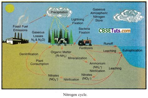 Nitrogen Cycle Definition Steps And Importance Cbse Tuts