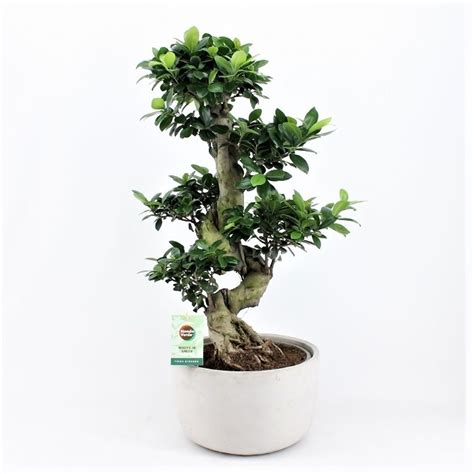 Ficus Microcarpa Ginseng — Plant Wholesale Floraccess