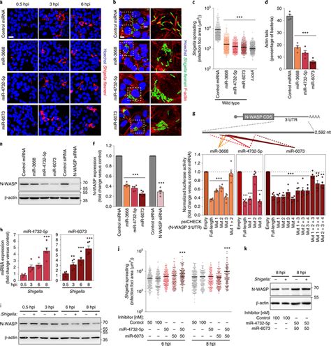 Shigella Actin Based Motility And Intercellular Spreading Are Inhibited Download Scientific