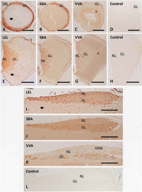 Binding Patterns Of Lectins In The Main Olfactory Bulb And The Download Scientific Diagram