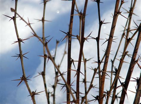 Дерево с колючками 52 фото