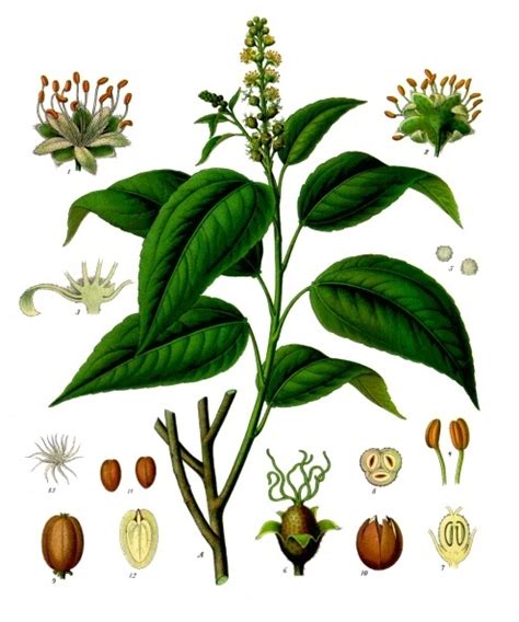 Croton Ecured
