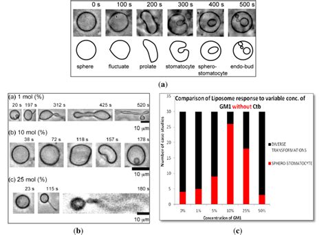 A Phase Contrast Microscopic Image Of The Transformation Of Download Scientific Diagram