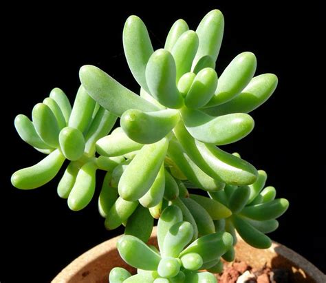 Sedum Pachyphyllum Cactus Jungle