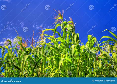 Tall Corn Ready To Harvest Stock Image Image Of Leaf 33330185