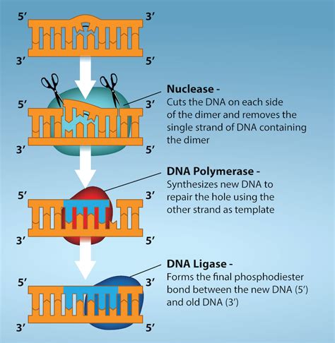 Dna Repair Biology Part I