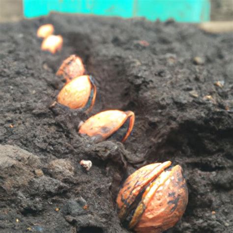 How To Start A Peach Tree From Seed A Step By Step Guide The Enlightened Mindset