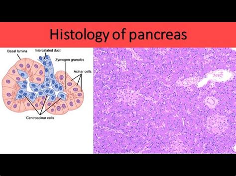Pancreas Gland Slide Pancreas Gland Slide