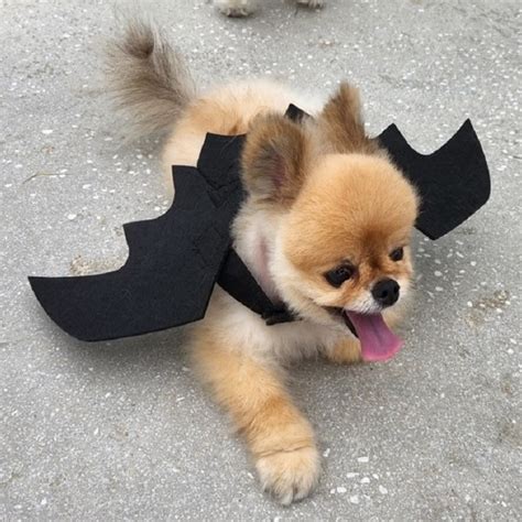 예보들 강아지 할로윈 코스튬 날개 망토 모자 옷 페오펫몰