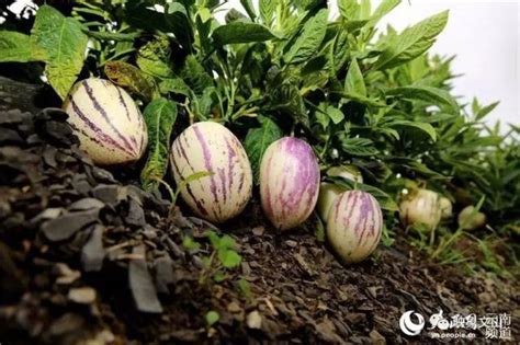 人参果河南省能种吗 河南人参果种植基地 河南人参种植基地 第10页 大山谷图库
