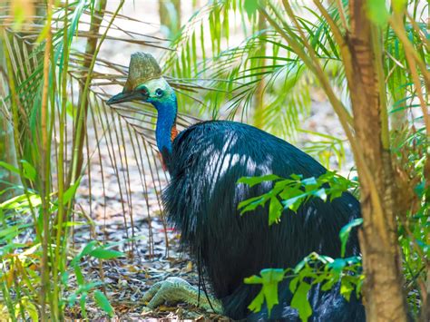 Southern Cassowary Living Dinosaur Gardeners Of The Daintree