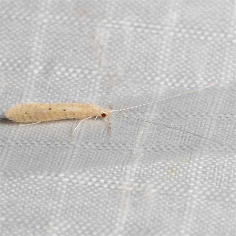 Nectopsyche Pavida Bugguidenet