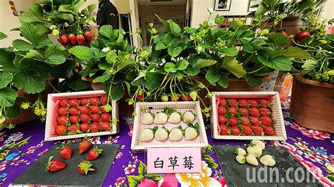 草莓紅了、橘子甜了！苗栗獅潭推出「橘莓戀」系列活動苗栗文化觀光旅遊網