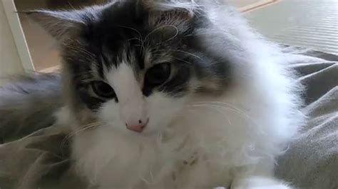 手をなめる猫 ノルウェージャンフォレストキャット YouTube