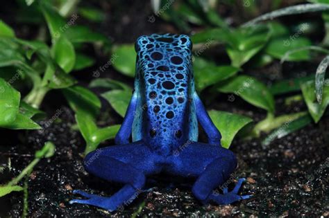 Premium Photo Blue Poison Dart Frog Front View Dendrobates Tinctorius Azureus