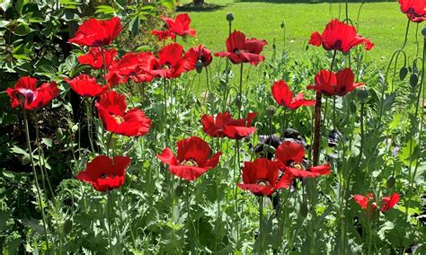 Poppy Springs Dancing Beauty Ut Gardens The State Botanical