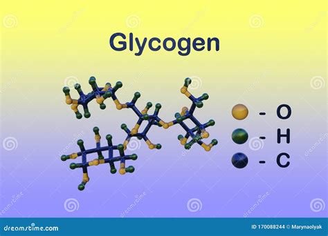 Glycogen Molecule A Polysaccharide That Serves As A Form Of Energy