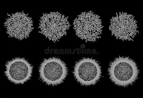 Cellular Automaton Diffusion Limited Aggregation Structures Set Stock Illustration