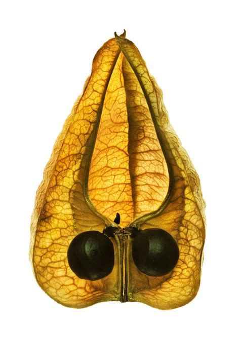 Seeds 10 Fubiz Media